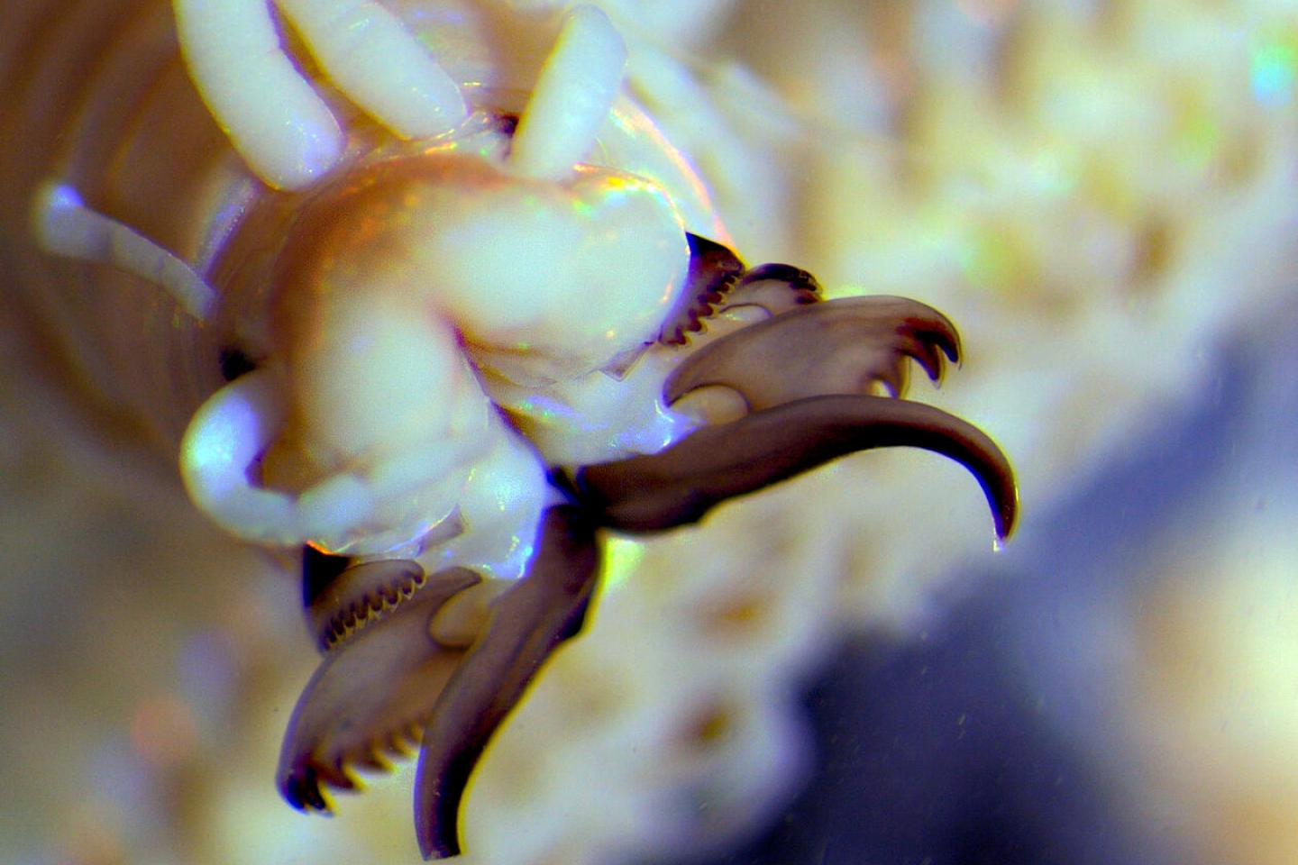 Who eats whom? Marine worms with jaws – delicious and dangerous ...