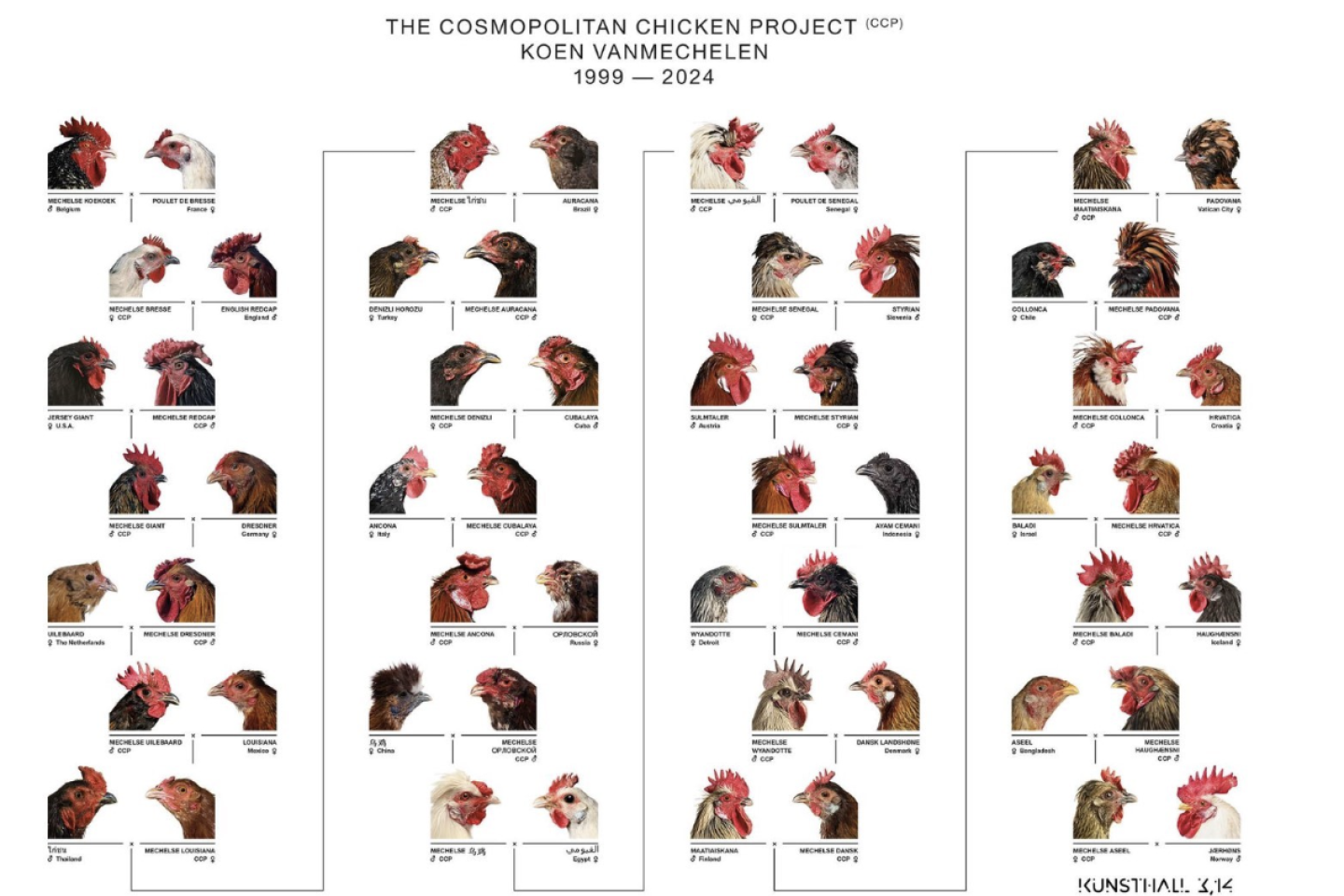 Panelsamtale om The Cosmopolitan Chicken Project | Universitetsmuseet i ...
